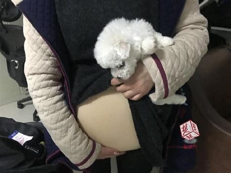 女大学生假扮孕妇欲藏狗登机 肚皮动得厉害露馅 搜狐大视野 搜狐新闻