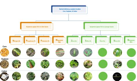 Visual Symptoms A Handy Tool In Identifying Nutrient Deficiency In Row Crops Ut Crops News
