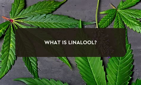 What Is Linalool Cannabis Supply Co