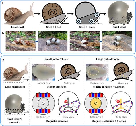 Snail Robots Inspired By The Real Thing Can Traverse Climb And Work Together Iflscience