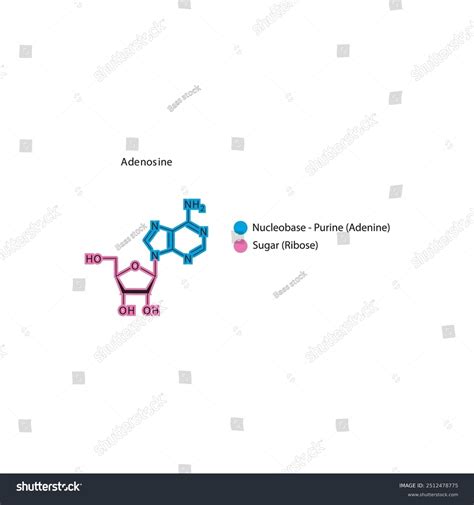 Adenosine Skeletal Structure Schematic Illustration Nucleoside Stock Vector Royalty Free
