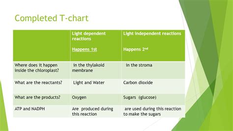 14 Light Dependent And Light Independent Reactions Venn Diagram