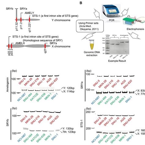 PCR Analysis Of Sex Linked Genes In GC Cell Lines A Relative Download Scientific Diagram