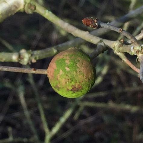 Soft Leaved Commiphora Commiphora Mollis Plant Care And How To Grow Water