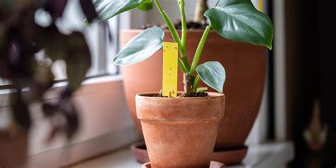 Αυτό είναι το φυτό που διώχνει τις μύγες από το σπίτι Λειτουργεί σαν φυσικό εντομοκτόνο