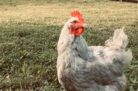 Sanfer Salud Animal Noticia Detalle