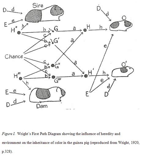 Origins Of Path Analysis Causal Modeling And The Origins Of Path Analysis