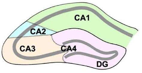Diagram Of The Major Divisions Of The Hippocampus Ca Cornu Ammonis