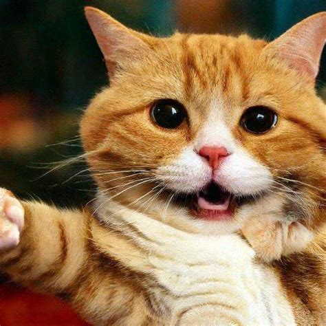 Самый весёлый котик на свете — создано в Шедевруме