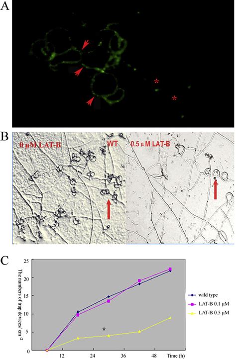 The Actin Cytoskeleton Was Involved In Formation Of Three Dimensional