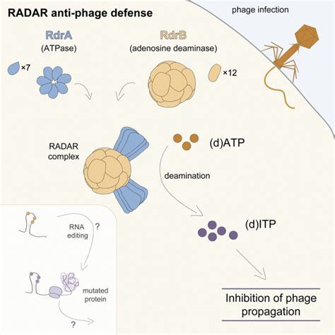 Cryo Em Structure Of The Radar Supramolecular Anti Phage Defense