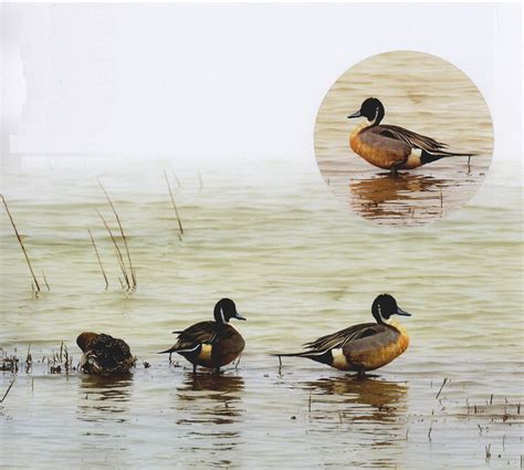 针尾鸭 兰州鸟类 图片