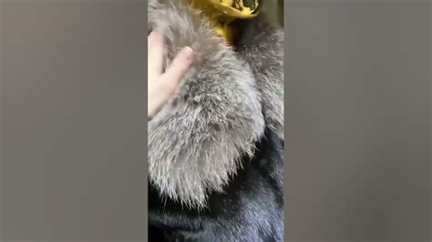 🔥🔥🔥РАСПРОДАЖА🔥🔥🔥Шубка из меха норки Размер 42 44 ️Цена 39990 руб🌺По все вопросам В лс ‼️ Youtube