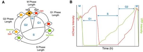 Monitoring Cell Cycle Dynamics During Stem Cell Differentiation Using The Scanr Systems Truai Monitoring Cell Cycle Dynamics During Stem Cell Differentiation Using The Scanr Systems Truai