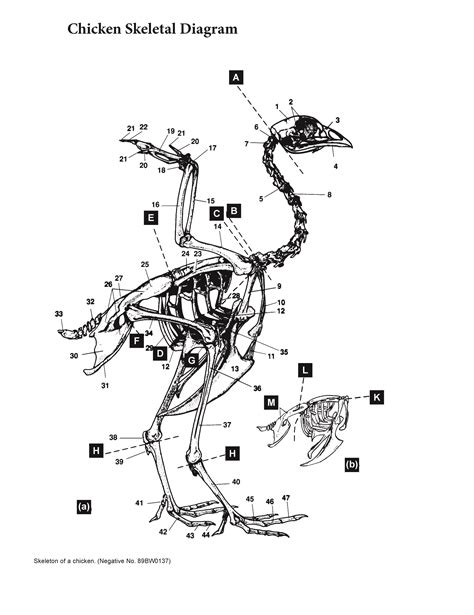 Chicken Skeletal Diagram Agricultural Marketing Service