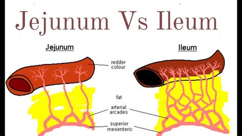 Jejunum Vs Ileum Arcade