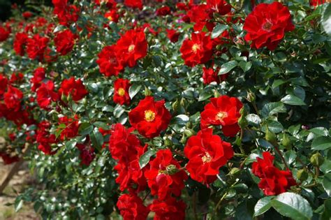 ფლორა პლიუსი გვაქვს ორწლიანი ნერგები ნიადაგმფარავი და