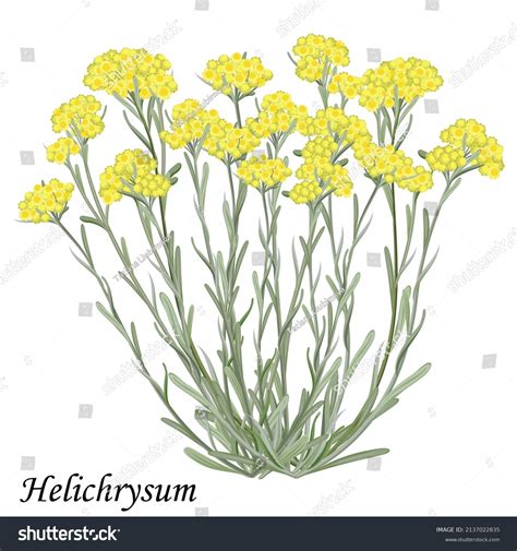 Silver Helichrysum Over 2 Royalty Free Licensable Stock Illustrations