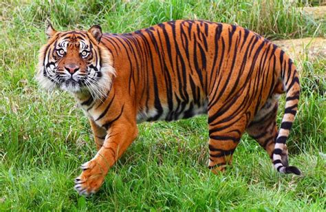 Prowling Tiger Tattoo Idea
