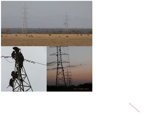 Electricity Pylons Are Used By Olive Baboons Papio Anubis As Sleeping Sites In Laikipia Kenya