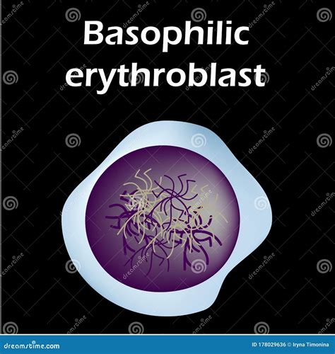 La Estructura Del Eritrocito Eritrocitos La Estructura De Los Glóbulos Rojos Reticulocito