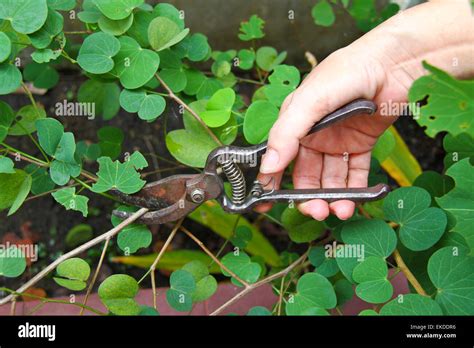 Woman S Hand Pruning Bushes Stock Photo Alamy