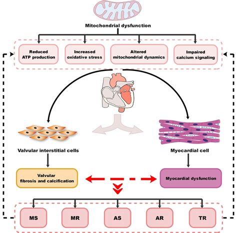 Frontiers Different Heart Failure Phenotypes Of Valvular Heart