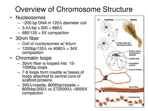 Ppt Chromatin Structure And Genome Organization Powerpoint Presentation Id1430904