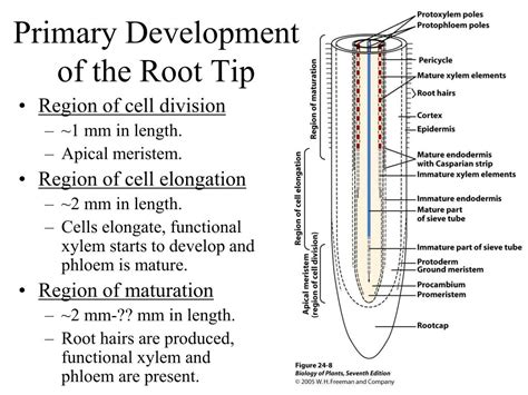 Ppt The Root Structure And Development Powerpoint Presentation Free Download Id 4345192