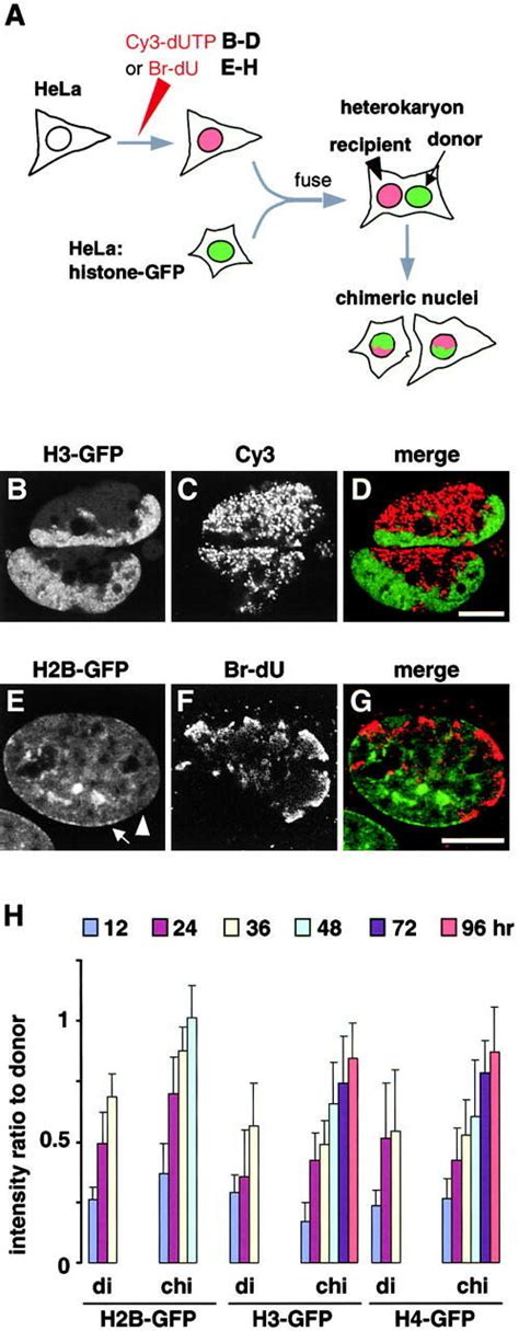 Slow Equilibration Of Histone Gfp In Chimeric Nuclei A Assays Hela Download Scientific