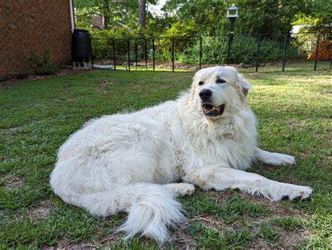 350 Wonderful Names For Great Pyrenees Ideas For Mountaineer Dogs