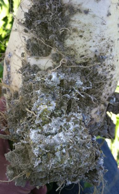 Diseases And Pests Root Root Aphid