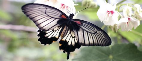 How Thyroid Function Impacts Menstruation Asan India