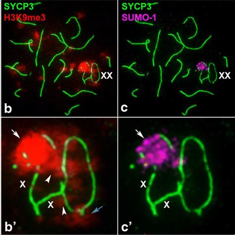 A Schematic Representation Of Sex Chromosome Organization During Male Download Scientific