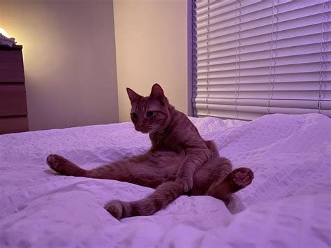 Cat Scrolller