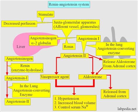 Plasma Renin Angiotensin System