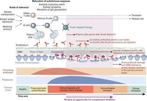 Complement Activation And Effector Pathways In Membranous Nephropathy