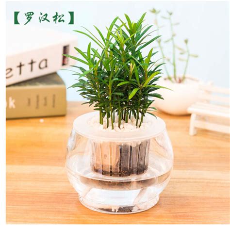 产品中心 杭州景升园林有限公司 花卉植物租赁花卉租赁公司植物租赁公司园林工程景观设计绿化养护种植 杭州花卉植物租赁杭州花卉租赁