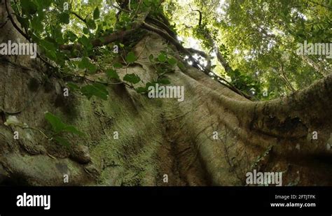 Tree And Buttress Root Stock Videos And Footage Hd And 4k Video Clips Alamy