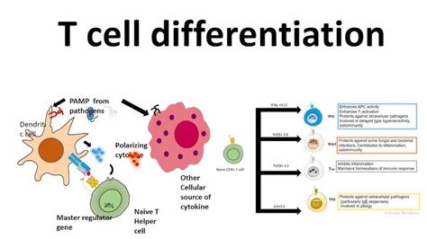 Helper T Cell Diagram