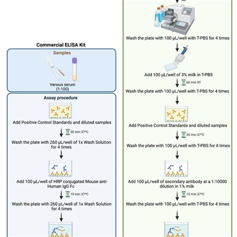 Schematic Representation Of Elisa Protocol Comparing Both Methods On