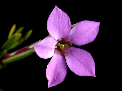 Flora Of New Zealand Taxon Profile Coleonema Pulchellum