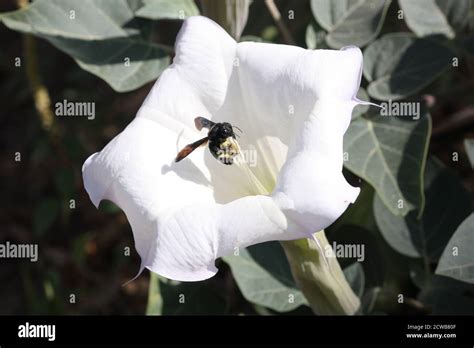 Hard Shiny Black Carpenter Bee Embracing Sex Parts Of Poisonous Sacred Datura Flower Drastic