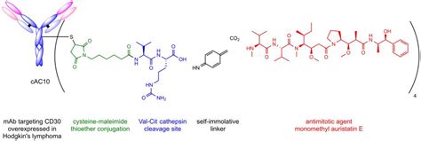 Blog Valine Citrulline Based Enzymatically Cleavable Linkers