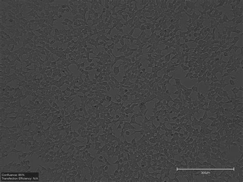 Confluency Measurement Image Analysis Imagesc Forum
