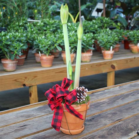 The Amaryl Moscarillos Garden Shoppe