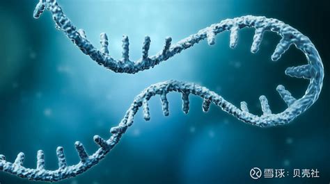 Nature重磅：mrna疫苗中的核酸修饰会导致核糖体移码，产生脱靶的非预期蛋白 撰文丨王聪 2023年 诺贝尔 生理学或医学奖授予了