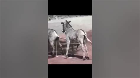 Zebra Sex Youtube