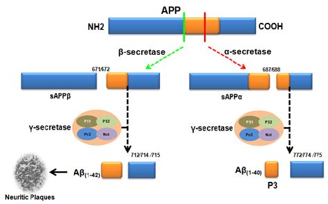 Non Amyloidogenic And Amyloidogenic Processing Of App In Physiological