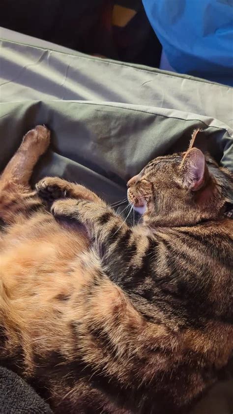 Sound Up If You Wanna Hear The Purrrrrs Album On Imgur